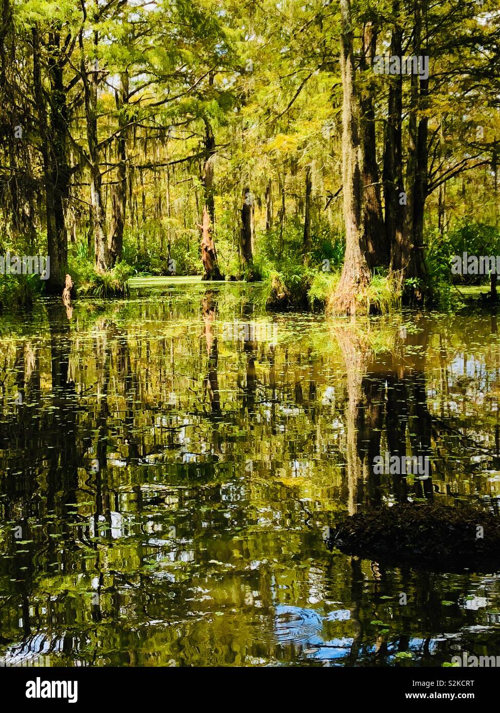 Deep swamp -Fotos und -Bildmaterial in hoher Auflösung – Alamy