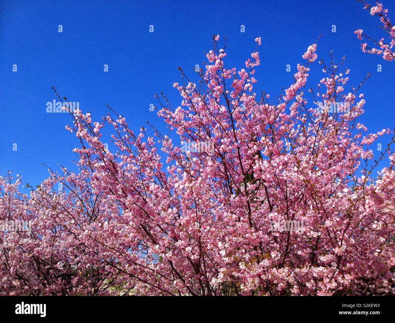 Zierbaum blume -Fotos und -Bildmaterial in hoher Auflösung – Alamy