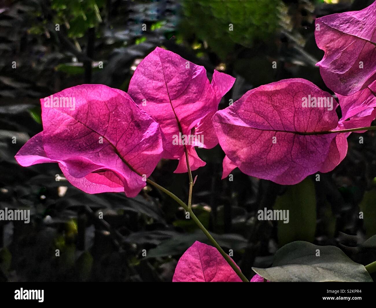 Rosa bougenville -Fotos und -Bildmaterial in hoher Auflösung – Alamy