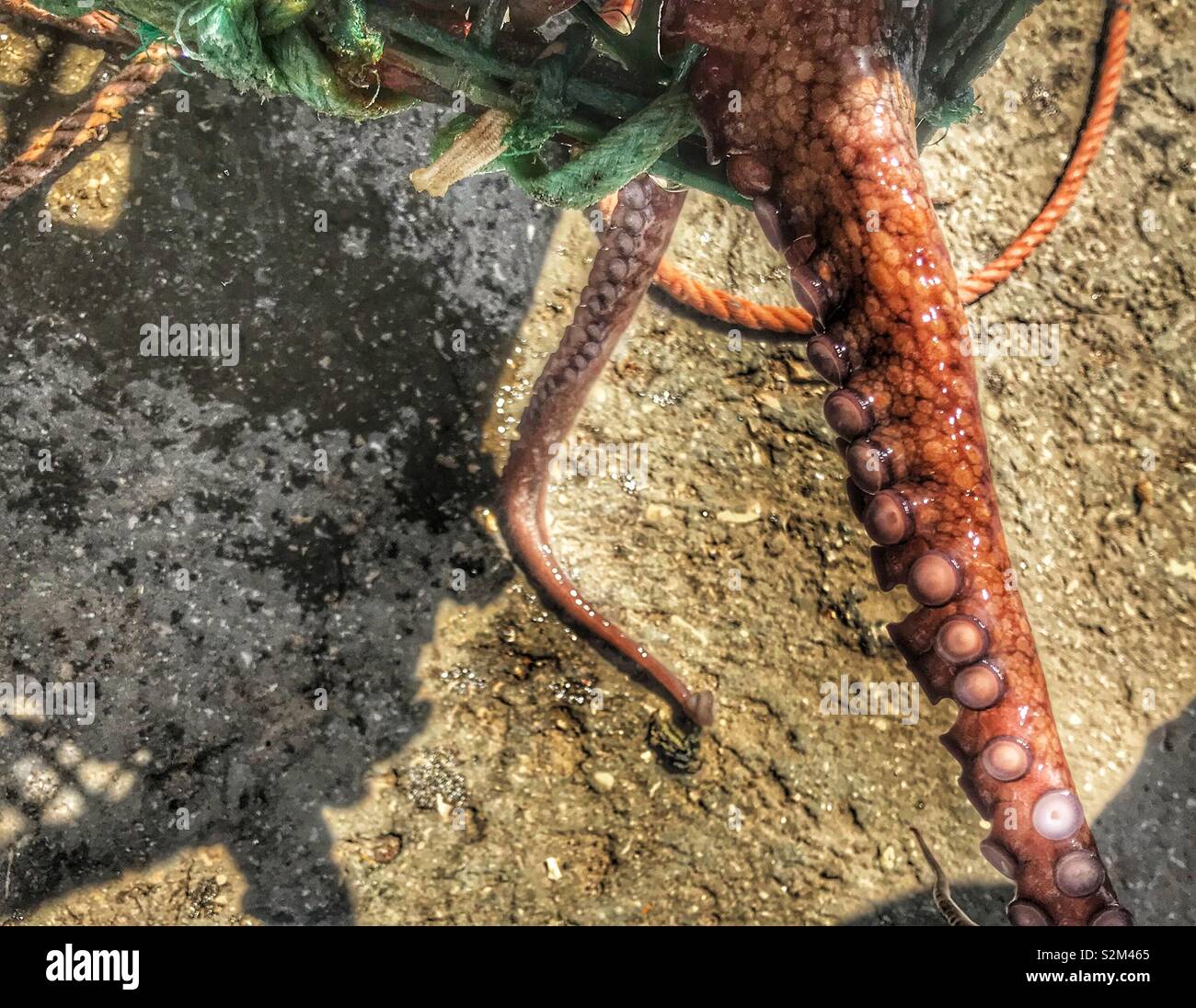 Krake tinte -Fotos und -Bildmaterial in hoher Auflösung – Alamy