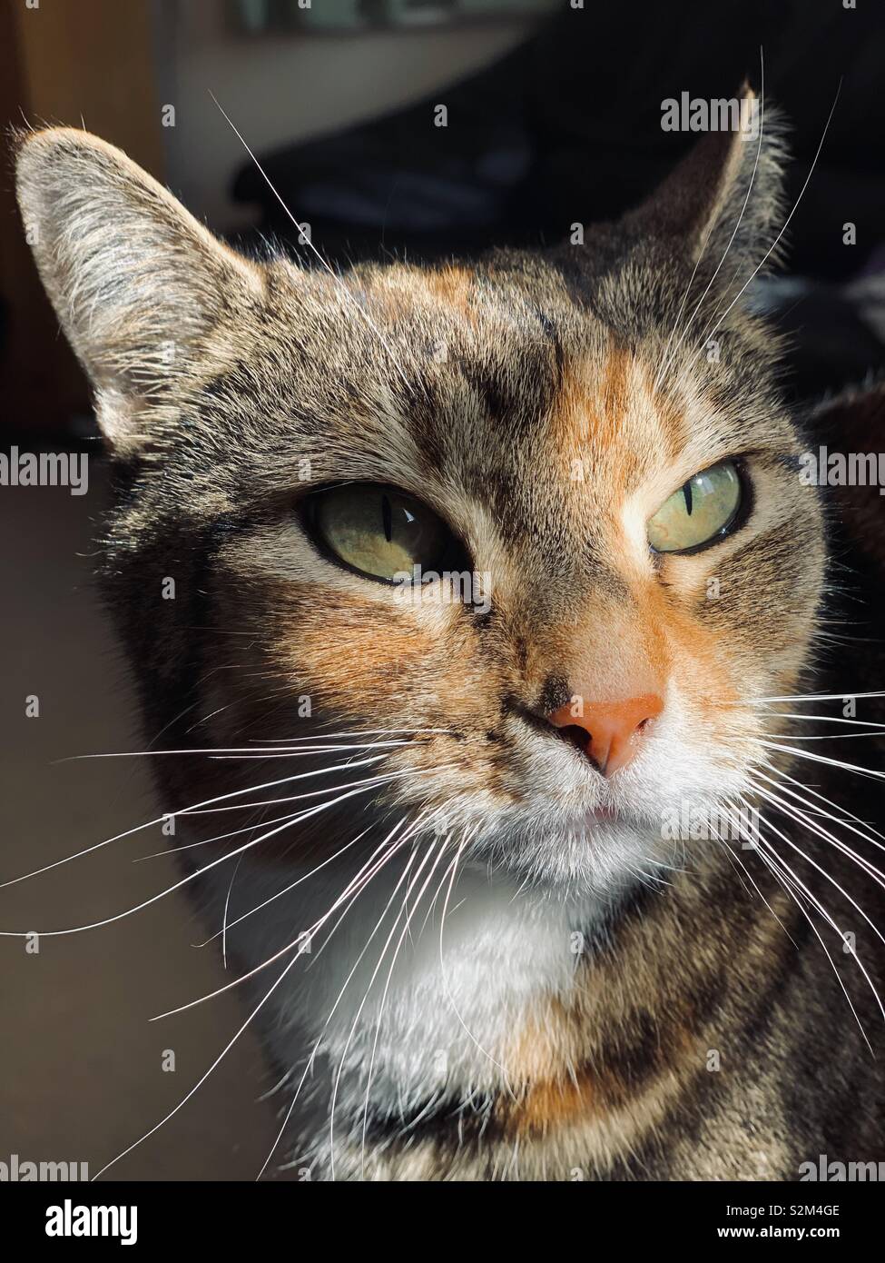 Tabby schnurrhaare cat -Fotos und -Bildmaterial in hoher Auflösung – Alamy