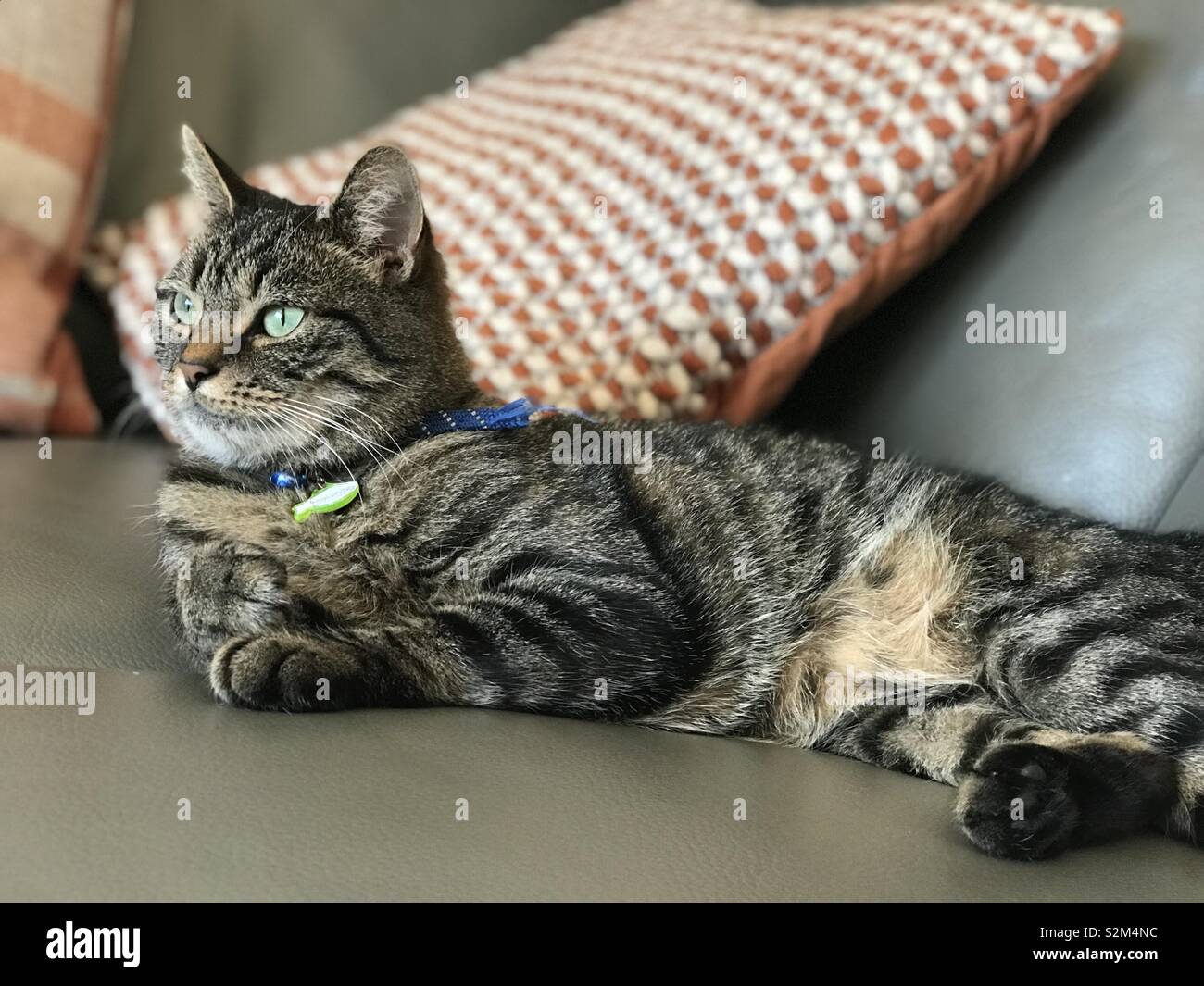 Katze chillen -Fotos und -Bildmaterial in hoher Auflösung – Alamy