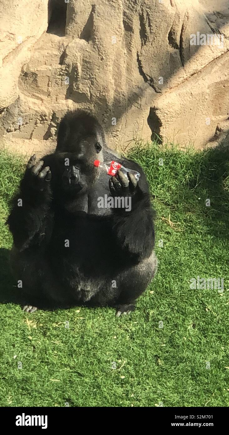 Coco der gorilla -Fotos und -Bildmaterial in hoher Auflösung – Alamy