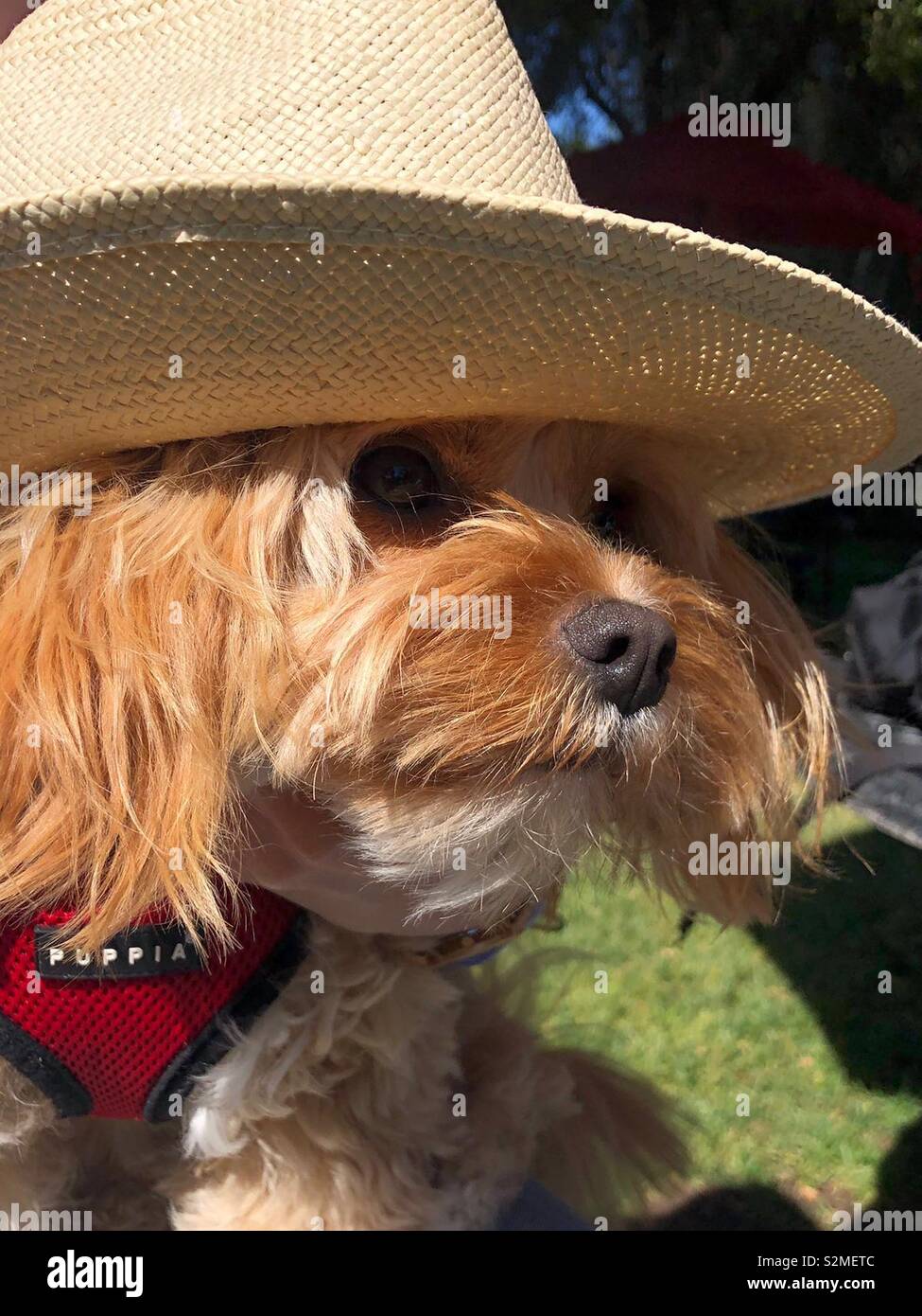 Designer hundehut -Fotos und -Bildmaterial in hoher Auflösung – Alamy