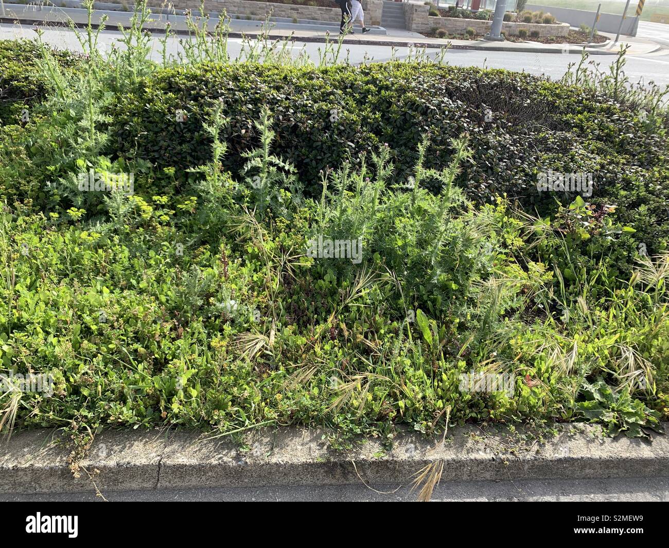 Invasive gartenpflanze -Fotos und -Bildmaterial in hoher Auflösung – Alamy