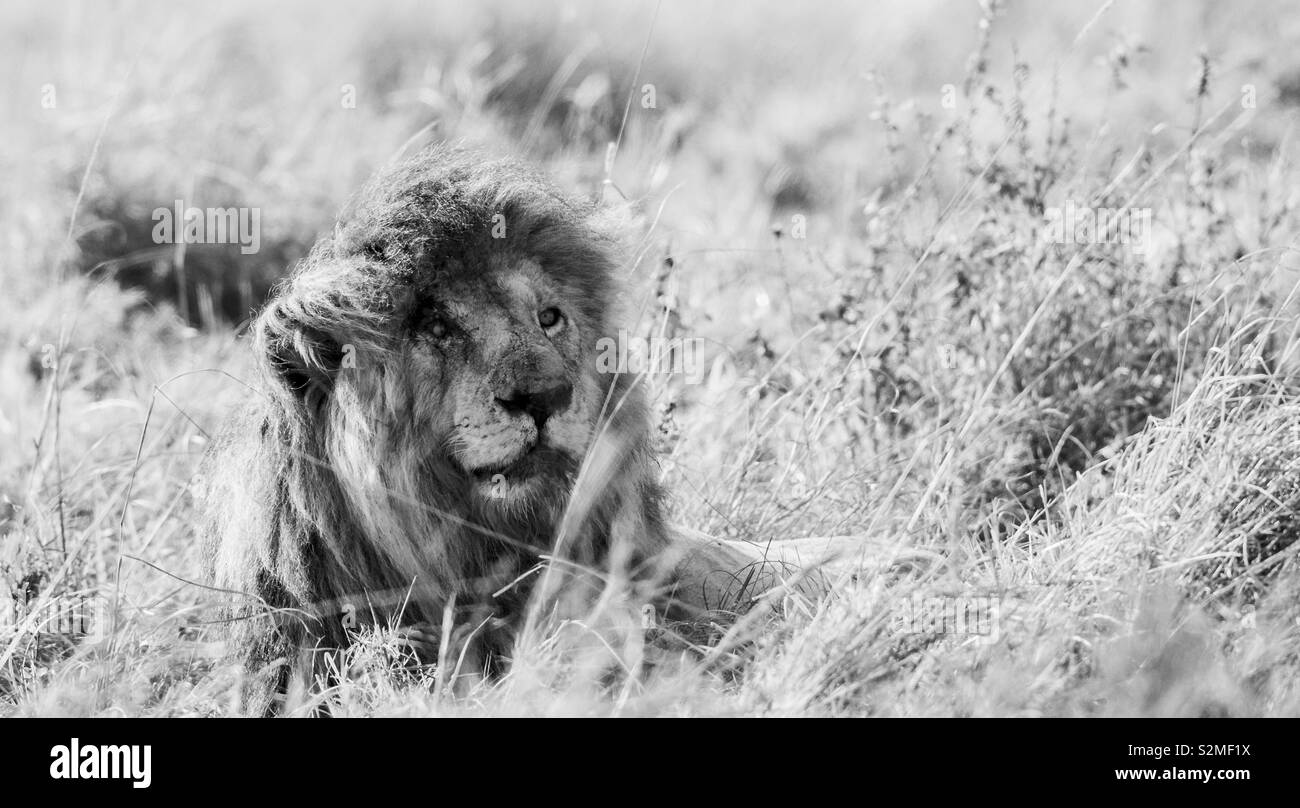 Große narbe Schwarzweiß-Stockfotos und -bilder - Alamy