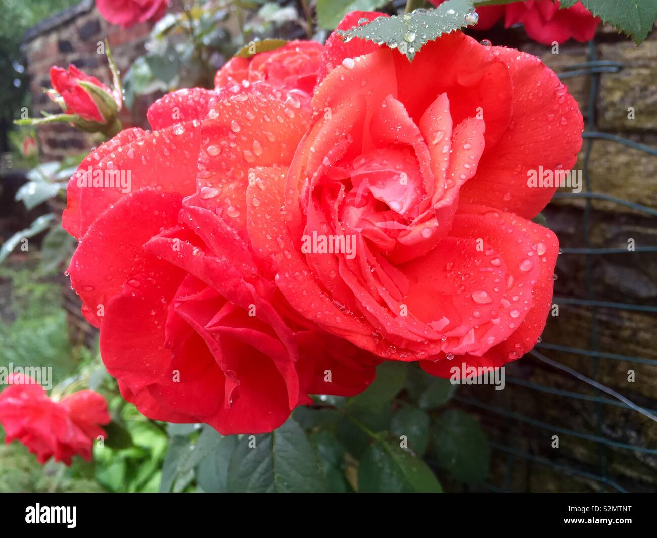 Alte rosen -Fotos und -Bildmaterial in hoher Auflösung – Alamy