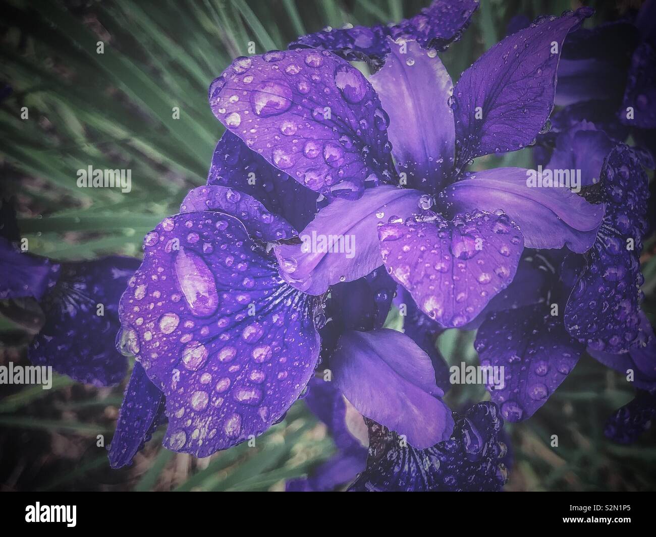 Mattes blum -Fotos und -Bildmaterial in hoher Auflösung – Alamy