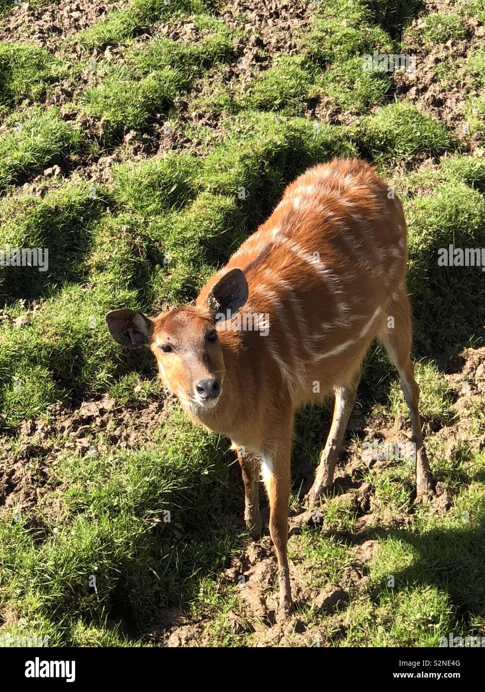 Westafrikanischer sitatunga -Fotos und -Bildmaterial in hoher Auflösung ...