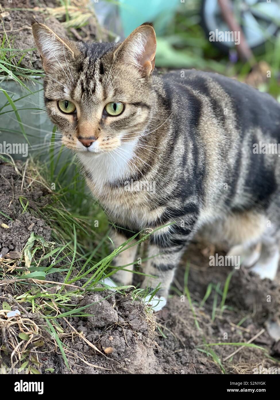 Schleichende Katze Stockfotos und -bilder Kaufen - Alamy