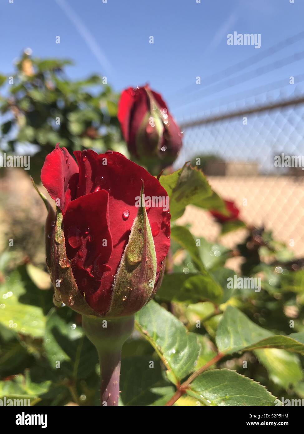 Rose buds -Fotos und -Bildmaterial in hoher Auflösung – Alamy