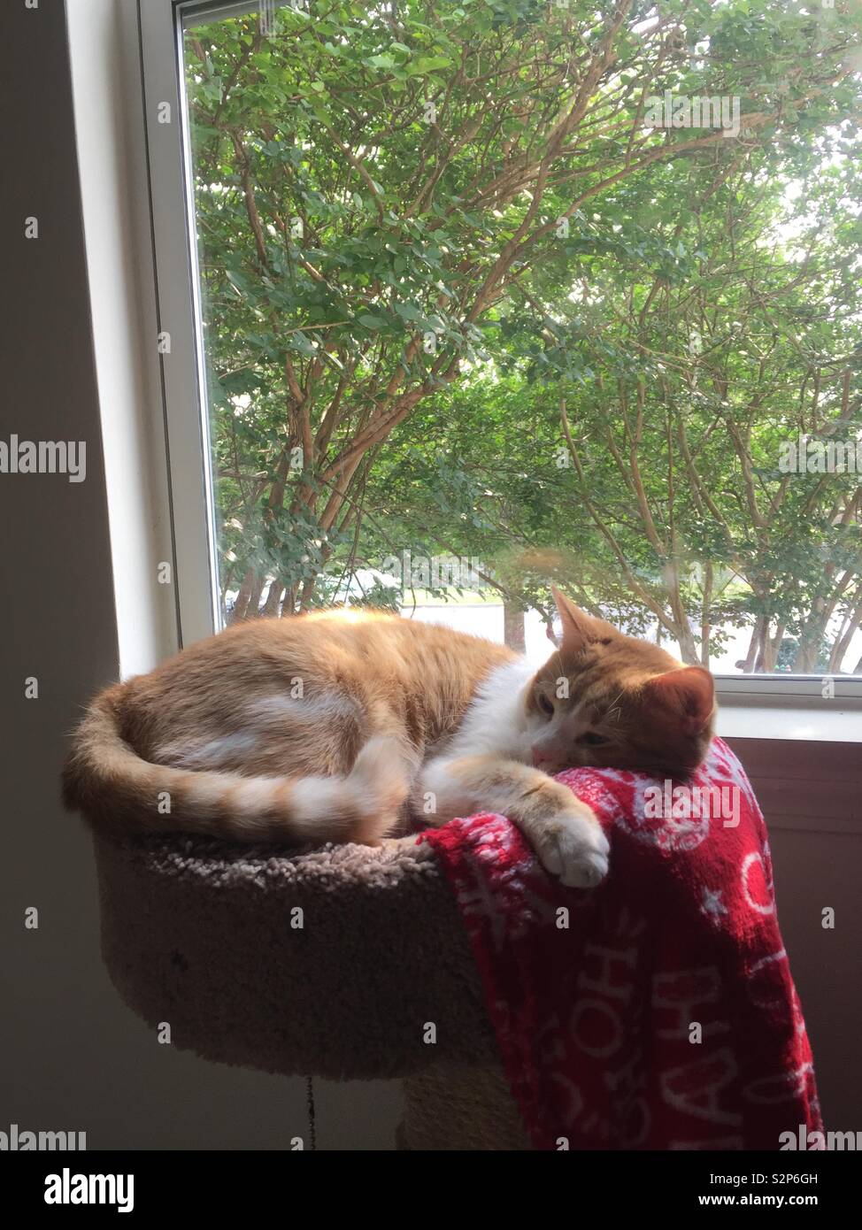 Katze chillen -Fotos und -Bildmaterial in hoher Auflösung – Alamy