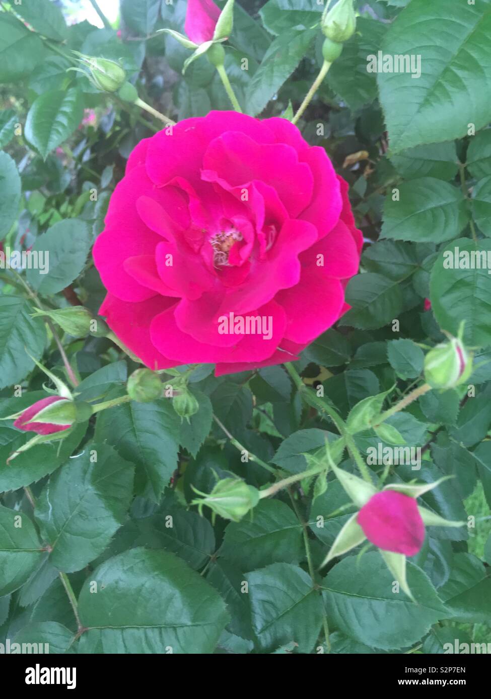 Rosen knospen -Fotos und -Bildmaterial in hoher Auflösung – Alamy