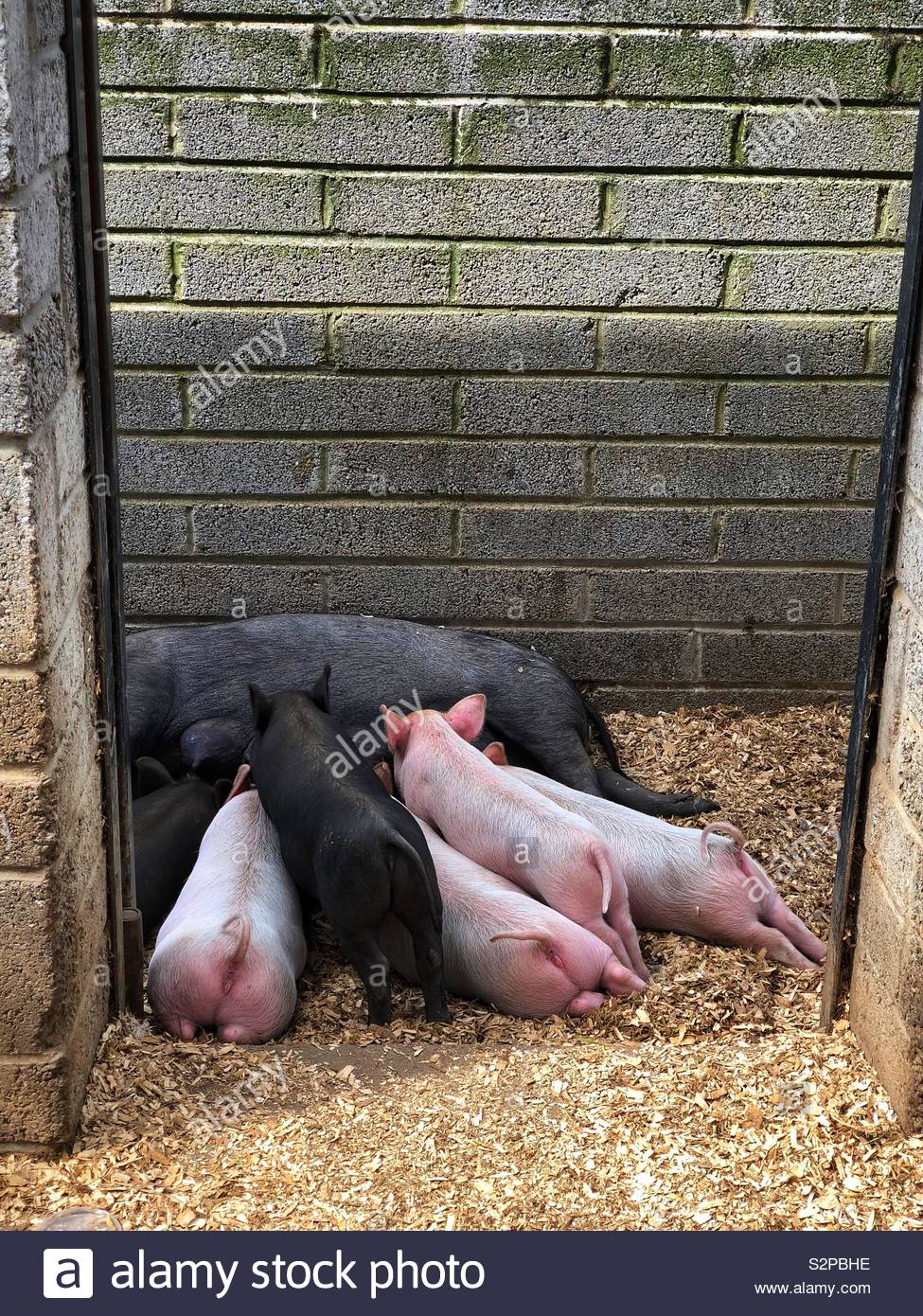 Rosa ferkel -Fotos und -Bildmaterial in hoher Auflösung – Alamy