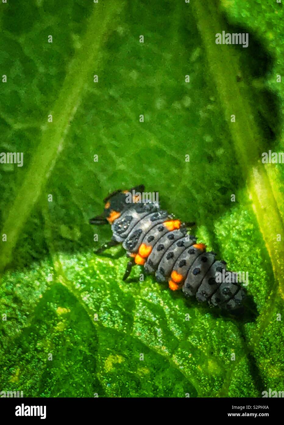 Harlekin larven -Fotos und -Bildmaterial in hoher Auflösung – Alamy