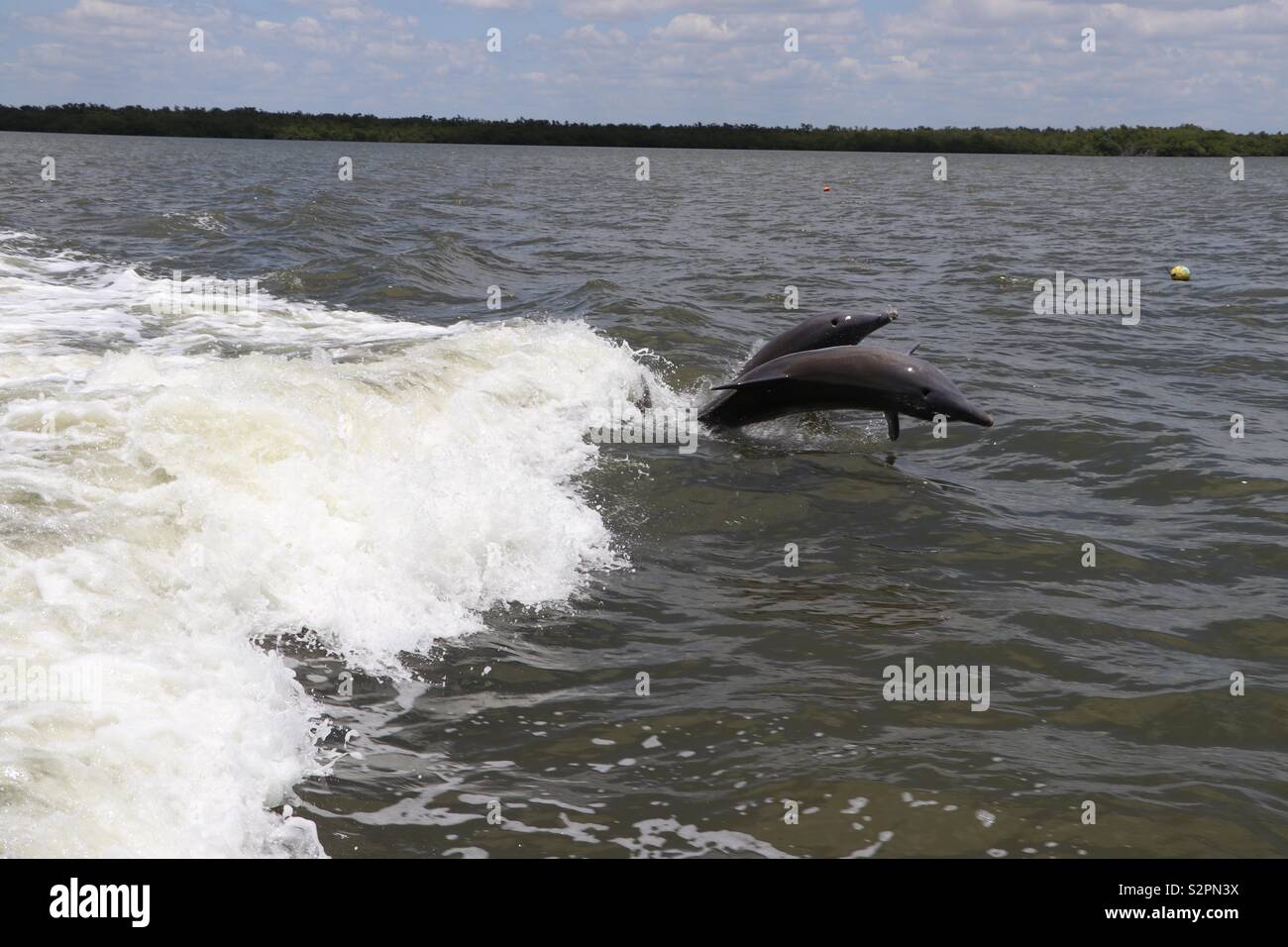 Delphine springen aus dem wasser -Fotos und -Bildmaterial in hoher ...