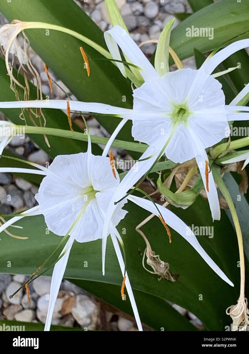 Blumen am strand -Fotos und -Bildmaterial in hoher Auflösung – Alamy