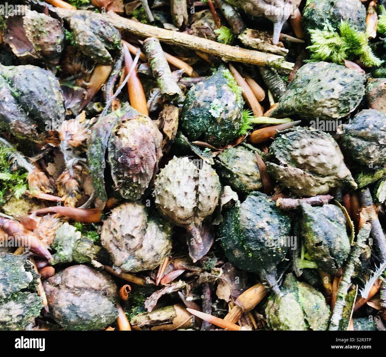 Samen zu baum -Fotos und -Bildmaterial in hoher Auflösung – Alamy