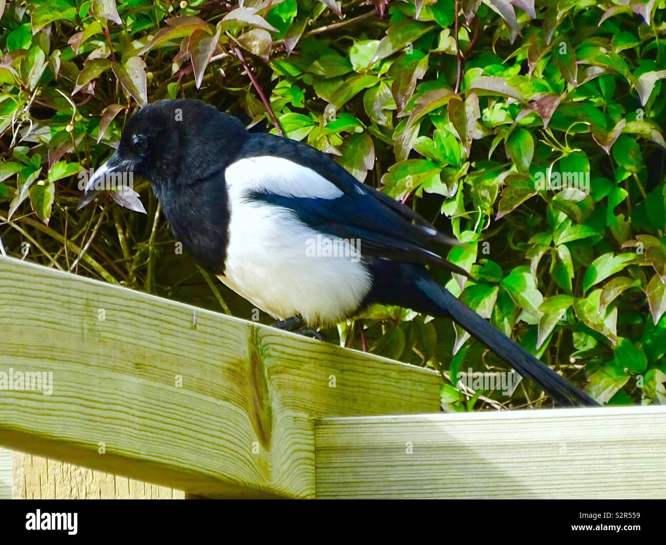 Magpie bird -Fotos und -Bildmaterial in hoher Auflösung – Alamy