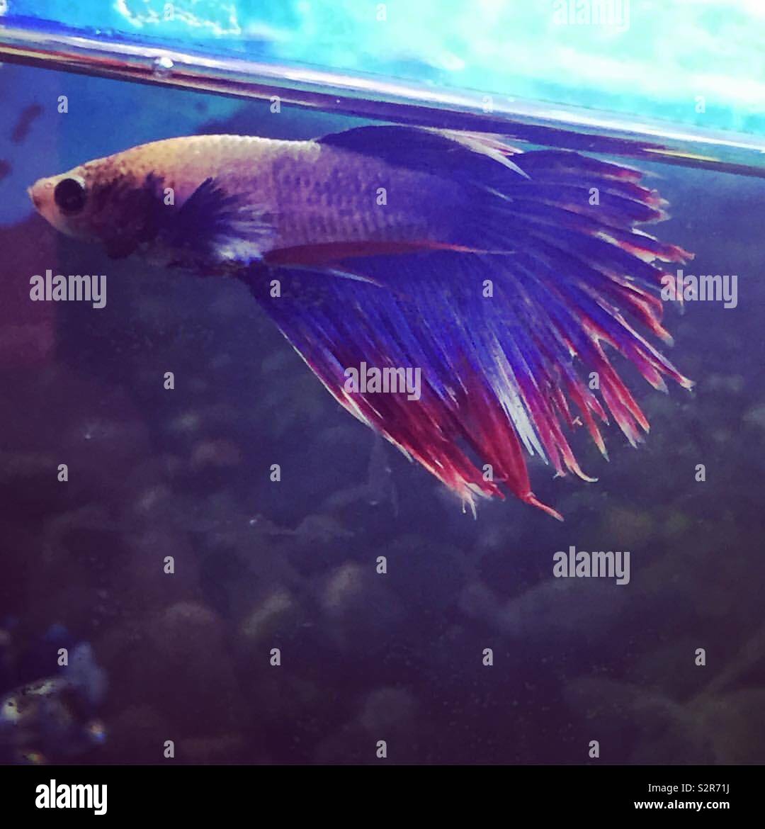 Siamese fighter -Fotos und -Bildmaterial in hoher Auflösung – Alamy