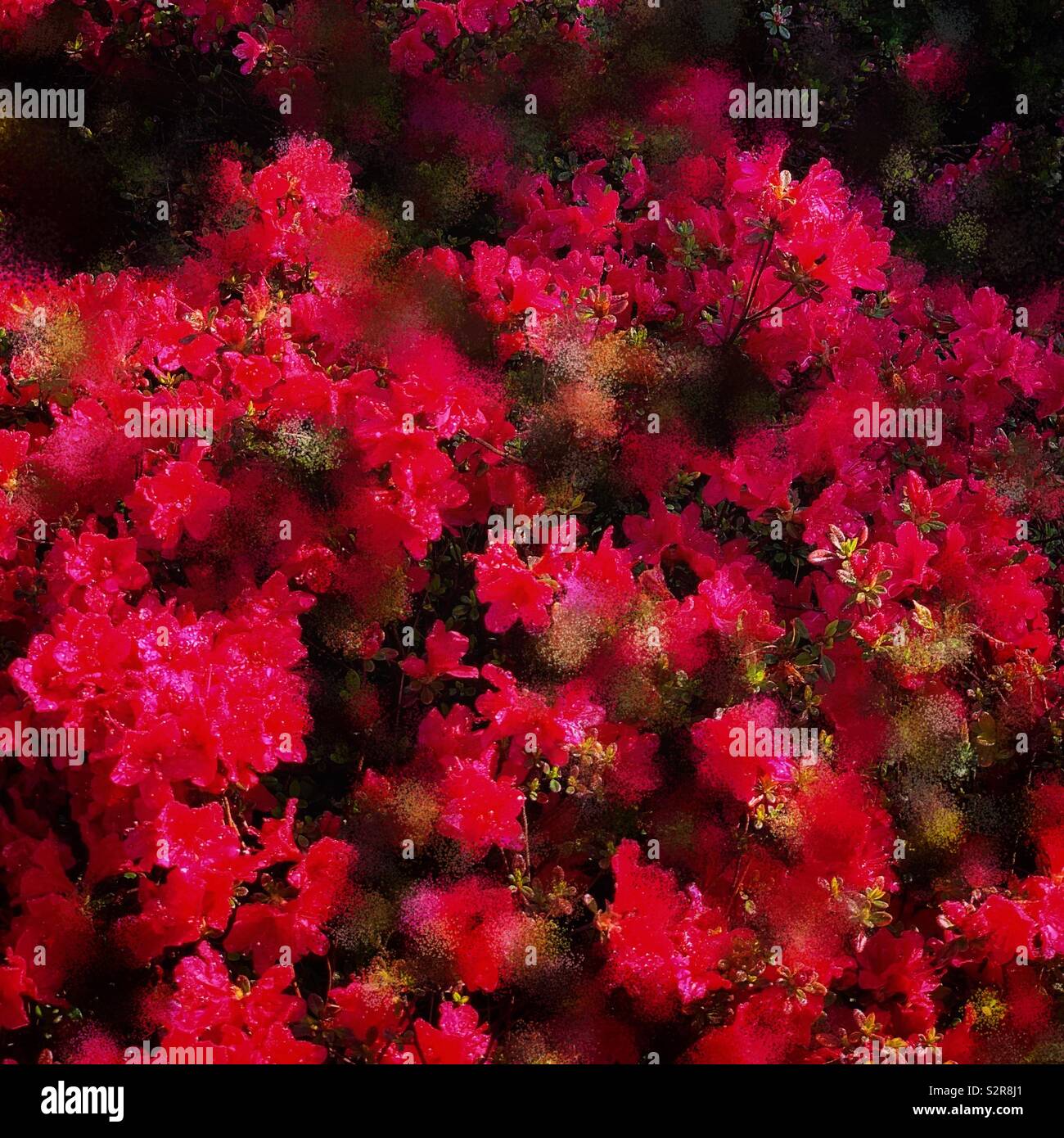 Rhododendron Simsii Stockfotos und -bilder Kaufen - Alamy