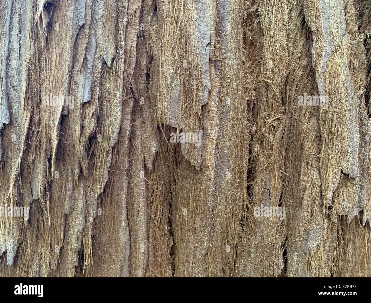 Pflanze mit haariger textur -Fotos und -Bildmaterial in hoher Auflösung ...