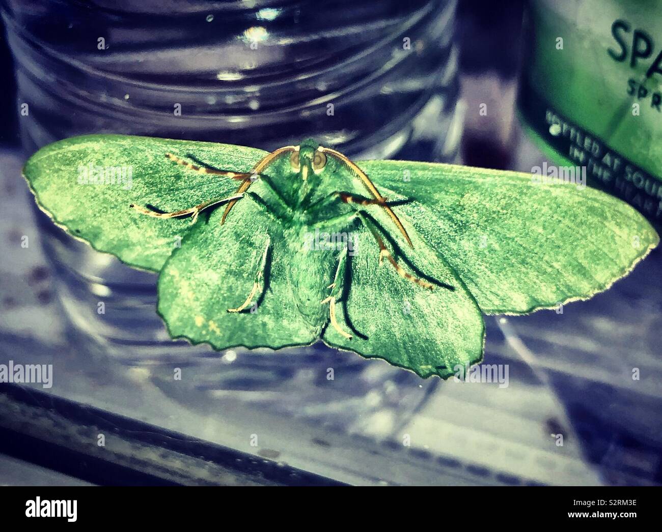 Motten insekten -Fotos und -Bildmaterial in hoher Auflösung – Alamy