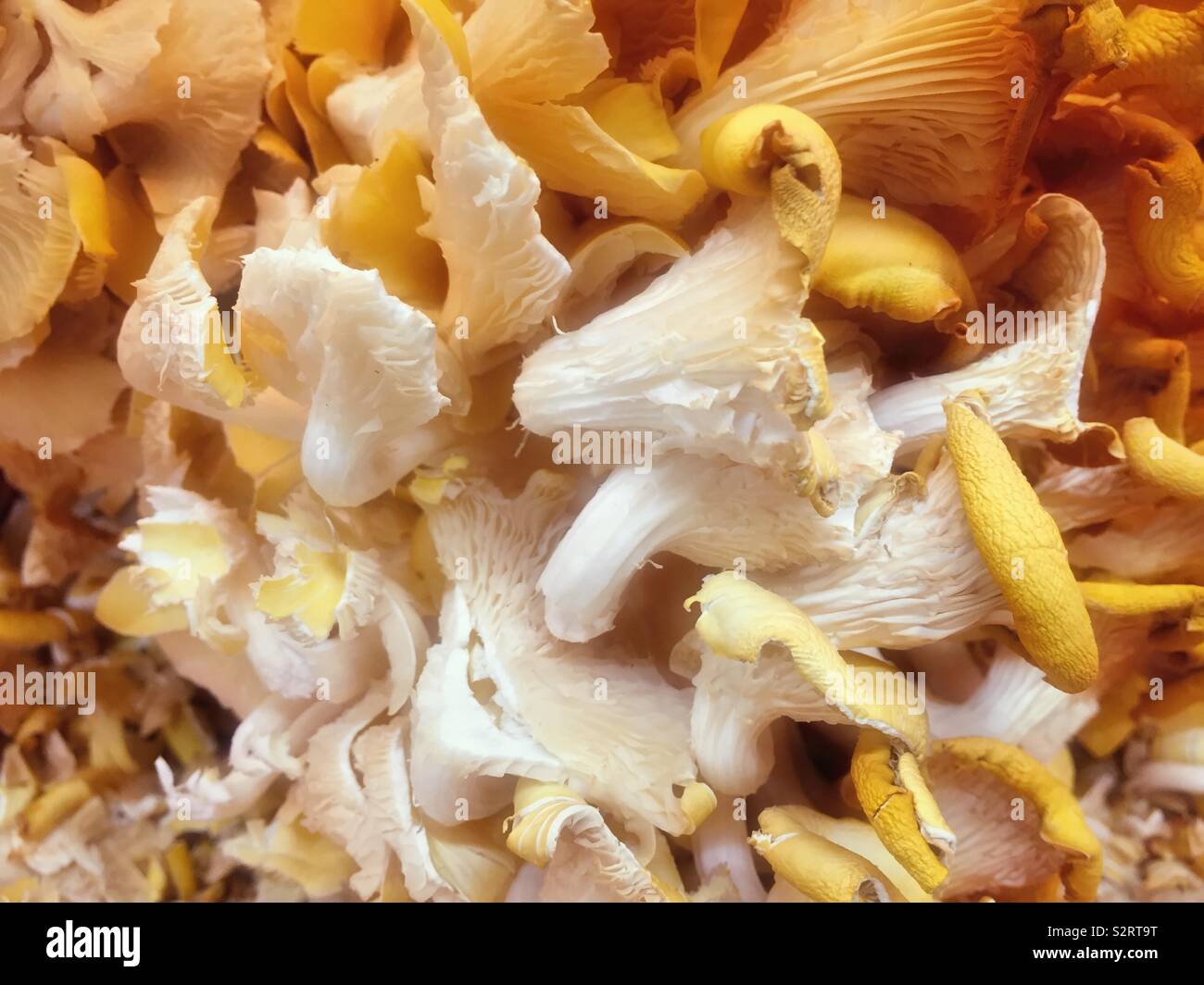 Gelber austernpilz -Fotos und -Bildmaterial in hoher Auflösung – Alamy