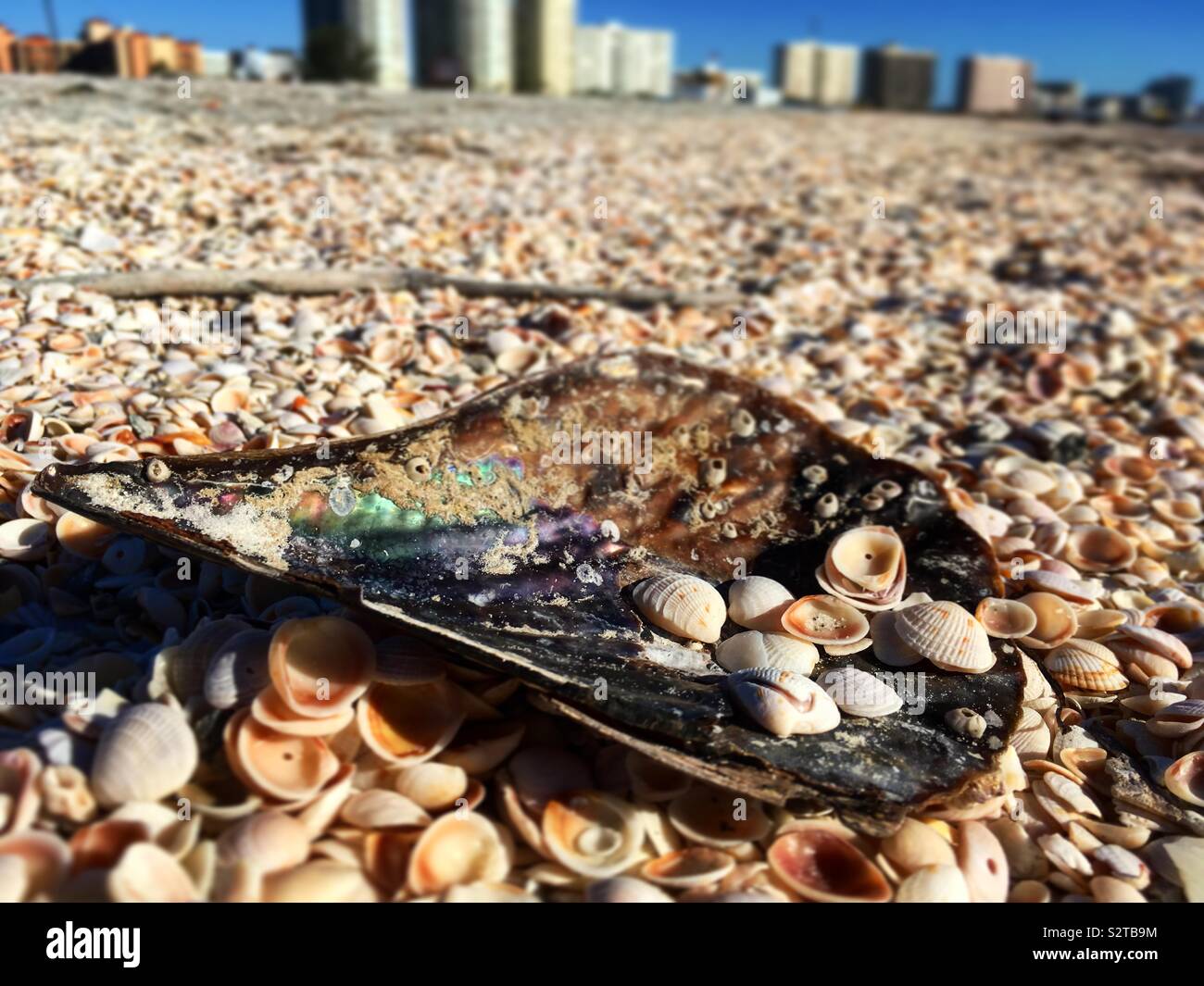 Muscheln auf -Fotos und -Bildmaterial in hoher Auflösung – Alamy