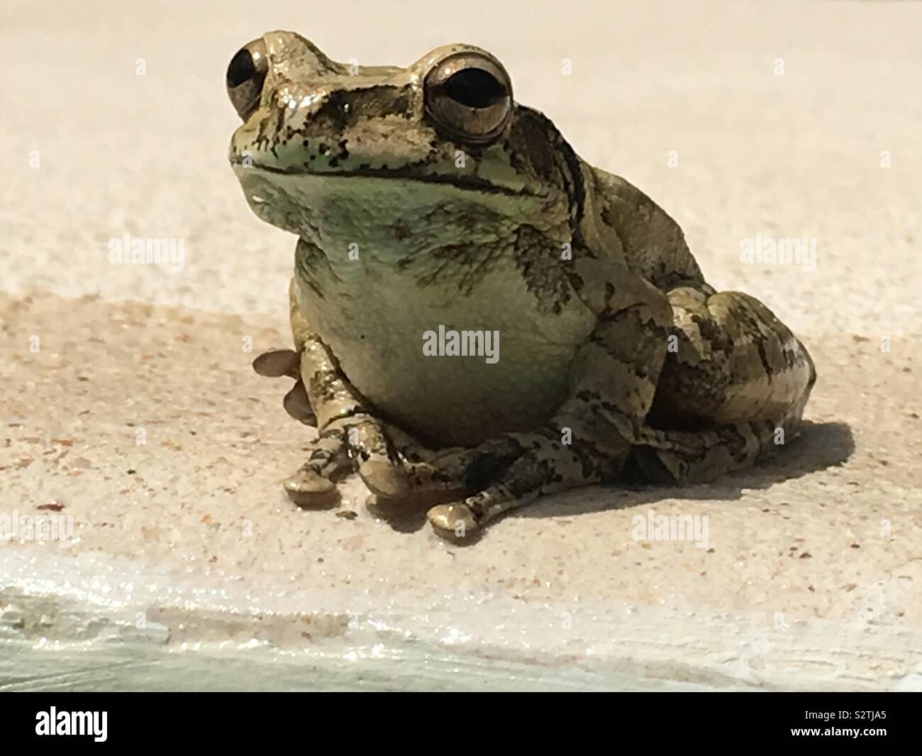 Ribbit ribbit -Fotos und -Bildmaterial in hoher Auflösung – Alamy