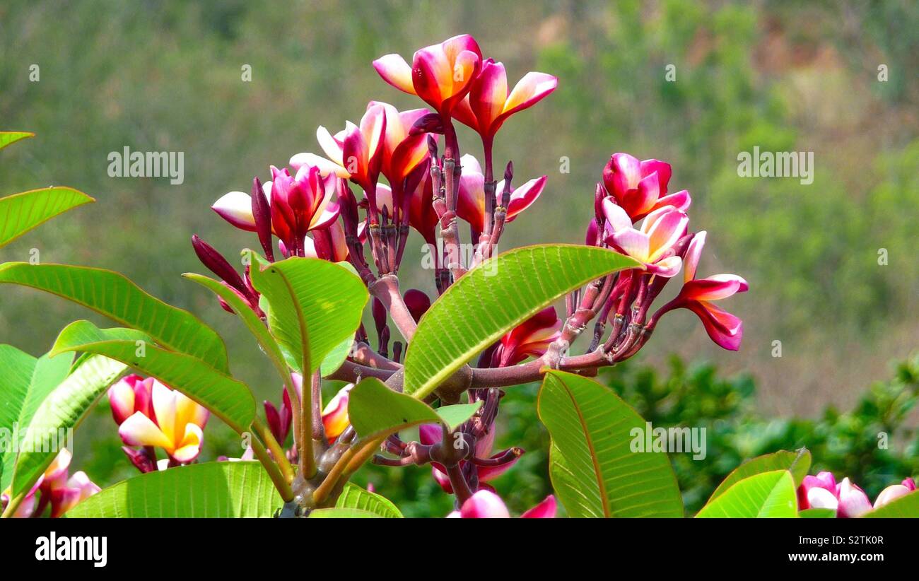 Red frangipani -Fotos und -Bildmaterial in hoher Auflösung – Alamy