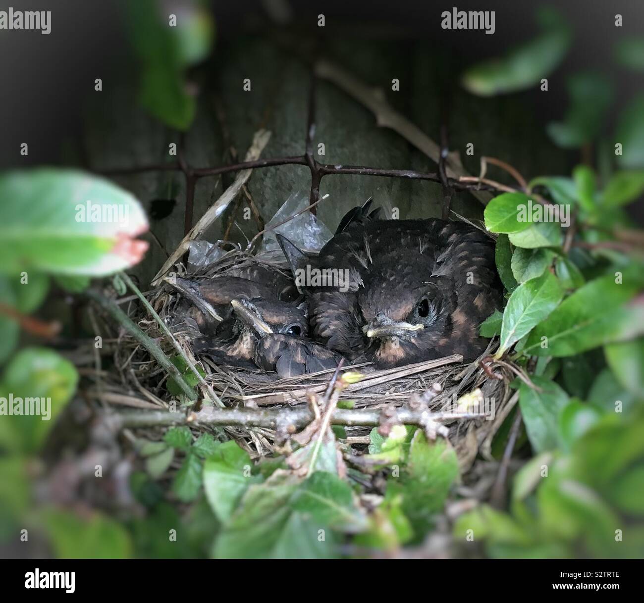 Baby amseln -Fotos und -Bildmaterial in hoher Auflösung – Alamy