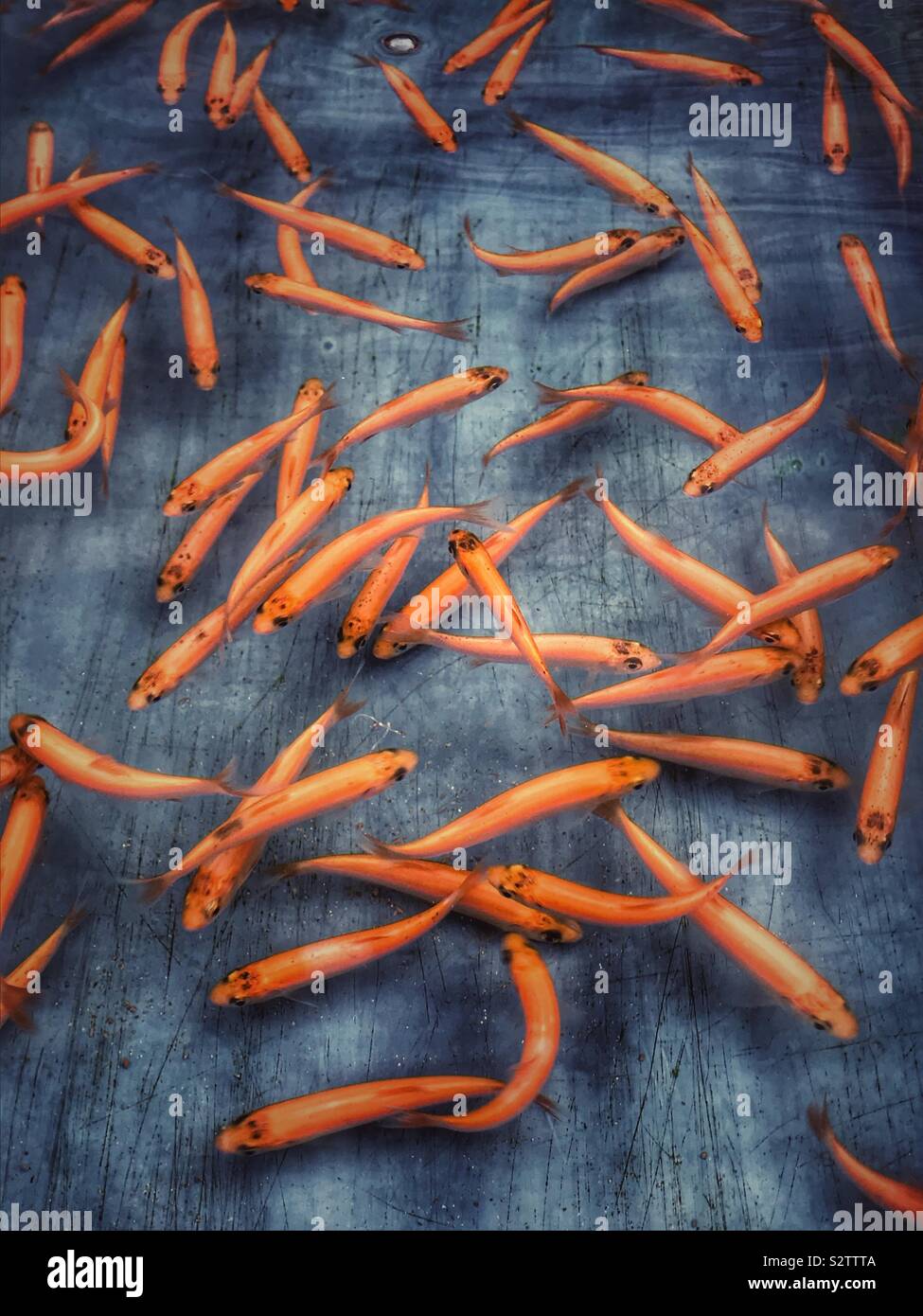 Orange fishes -Fotos und -Bildmaterial in hoher Auflösung – Alamy
