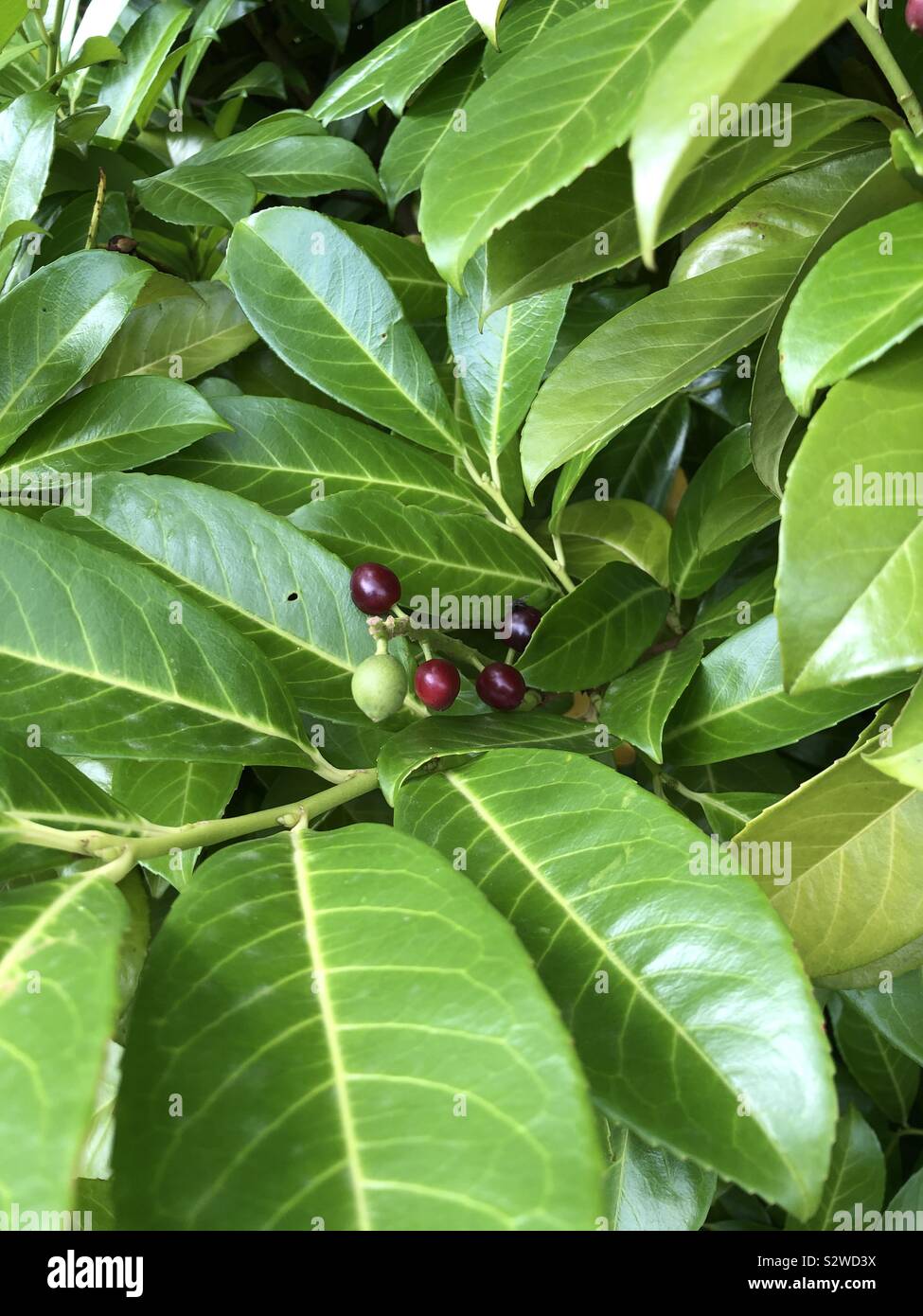 Lorbeer mit samen -Fotos und -Bildmaterial in hoher Auflösung – Alamy