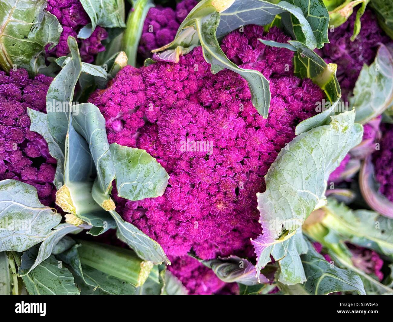 Lila blumenkohl -Fotos und -Bildmaterial in hoher Auflösung – Alamy