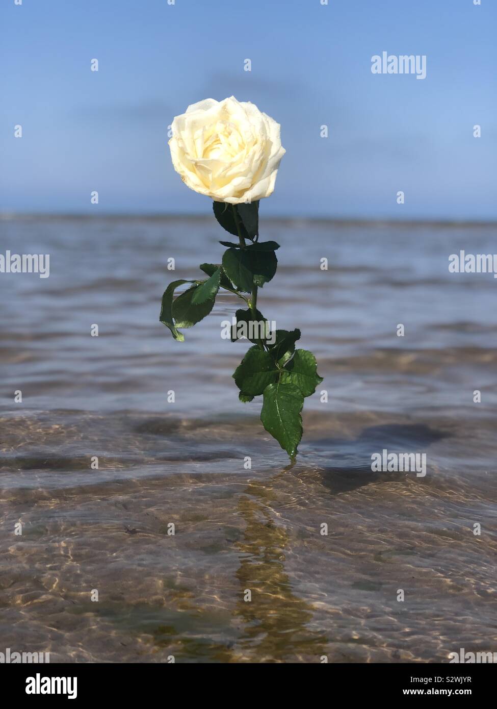 Rose des meeres -Fotos und -Bildmaterial in hoher Auflösung – Alamy