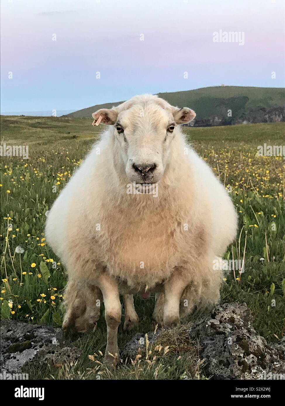 Fettes schaf -Fotos und -Bildmaterial in hoher Auflösung – Alamy