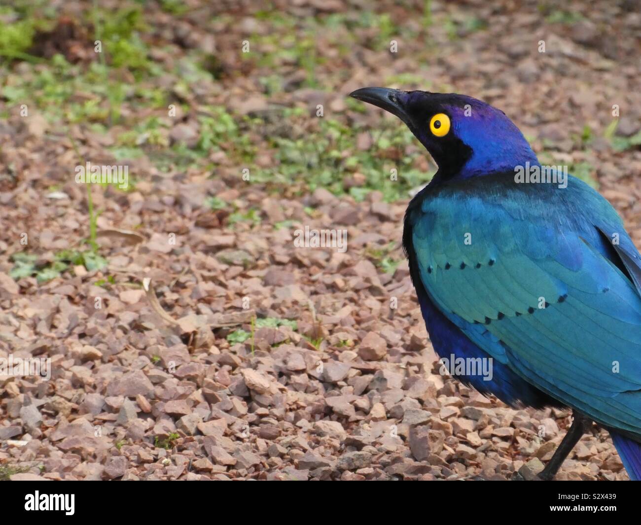 Lila vogel -Fotos und -Bildmaterial in hoher Auflösung – Alamy