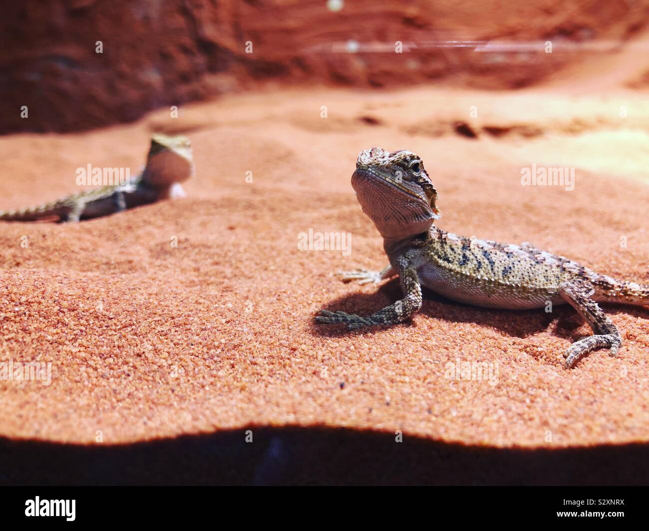 Roter bartagame -Fotos und -Bildmaterial in hoher Auflösung - Seite 2 ...