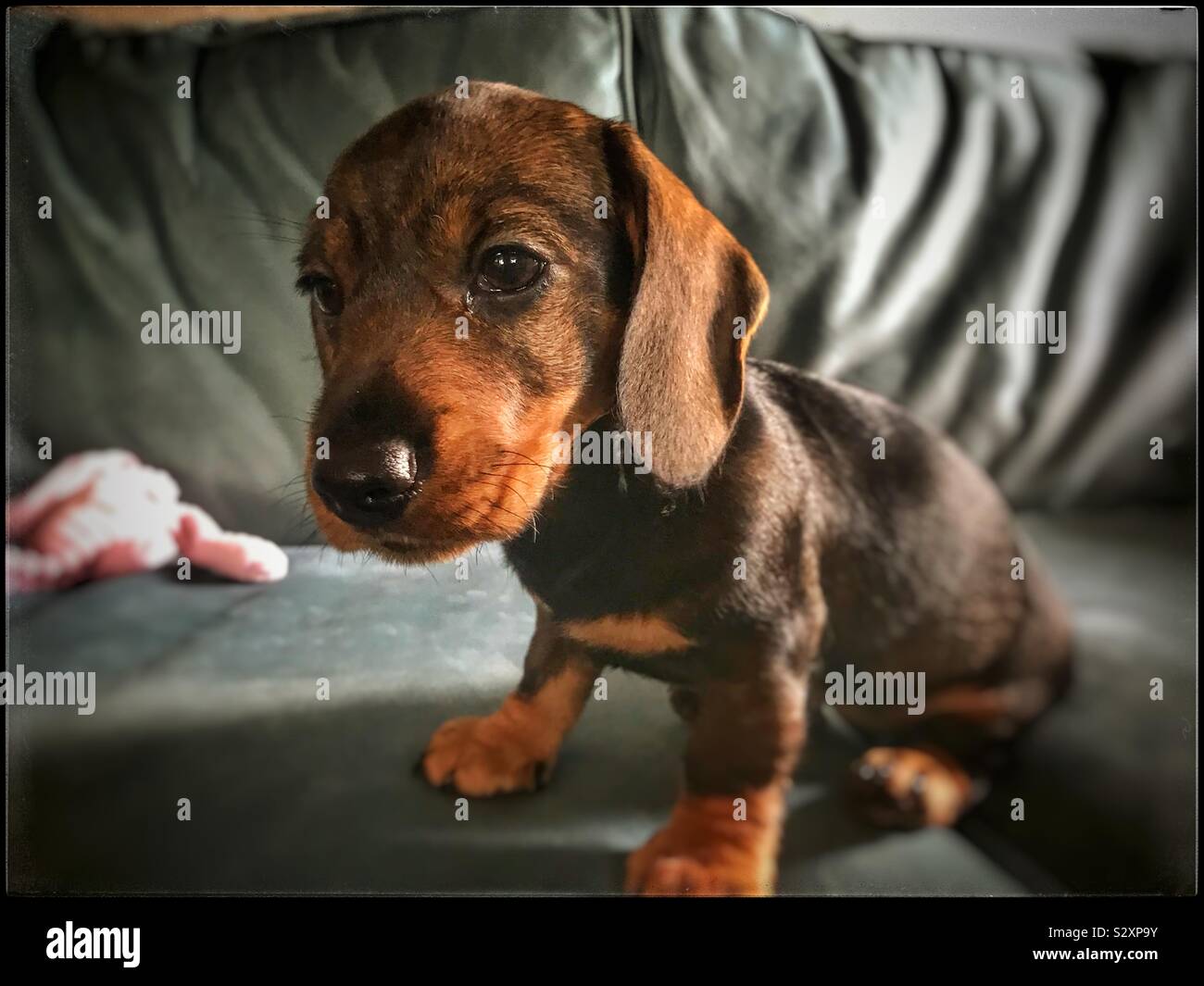 Rauhhaar dackel welpe -Fotos und -Bildmaterial in hoher Auflösung – Alamy
