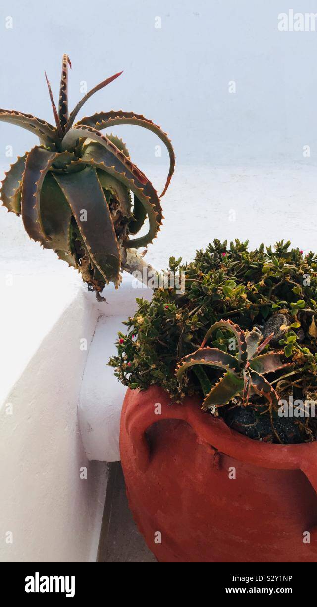 Griechischer topf -Fotos und -Bildmaterial in hoher Auflösung – Alamy