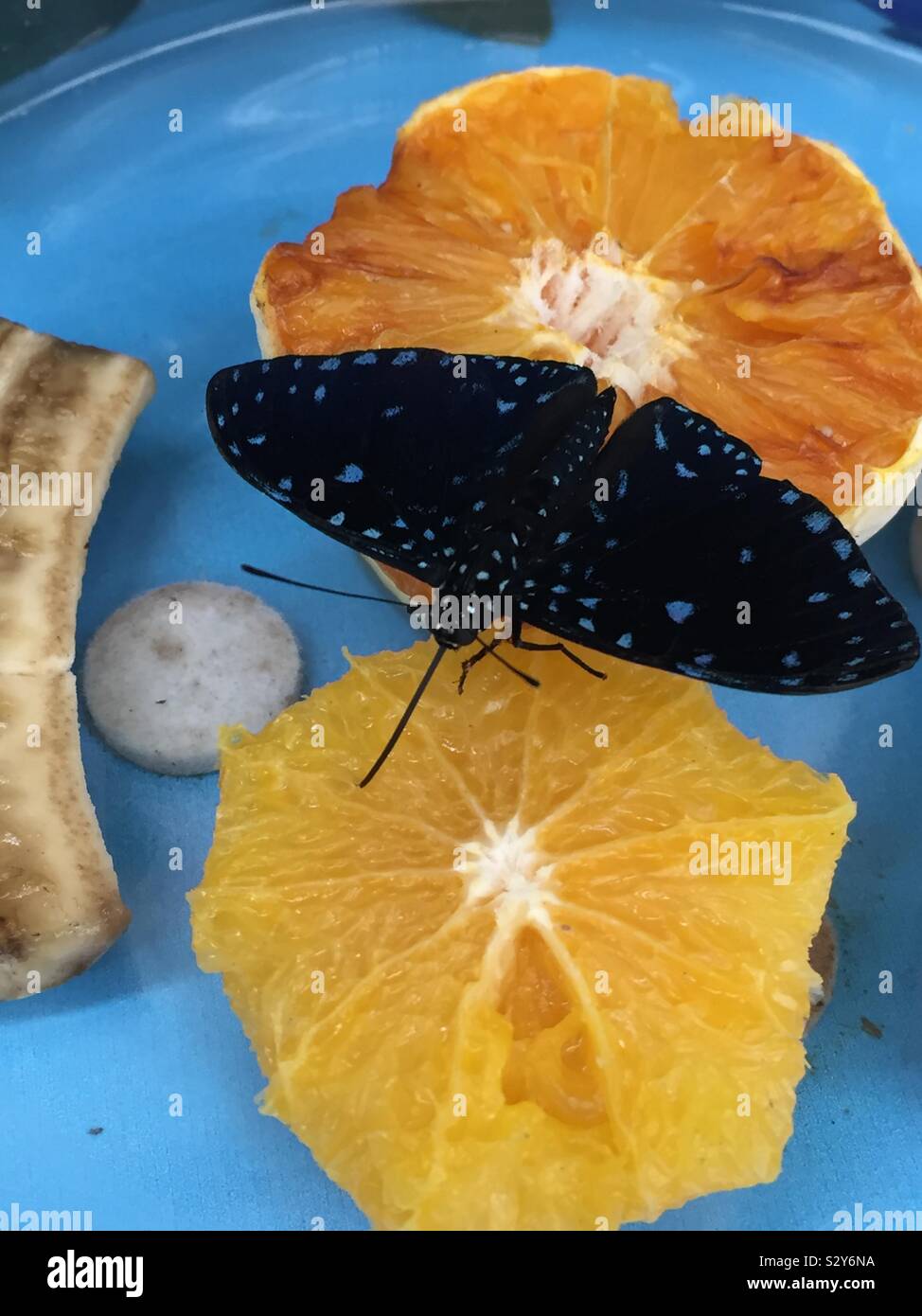 Starry cracker butterfly -Fotos und -Bildmaterial in hoher Auflösung ...