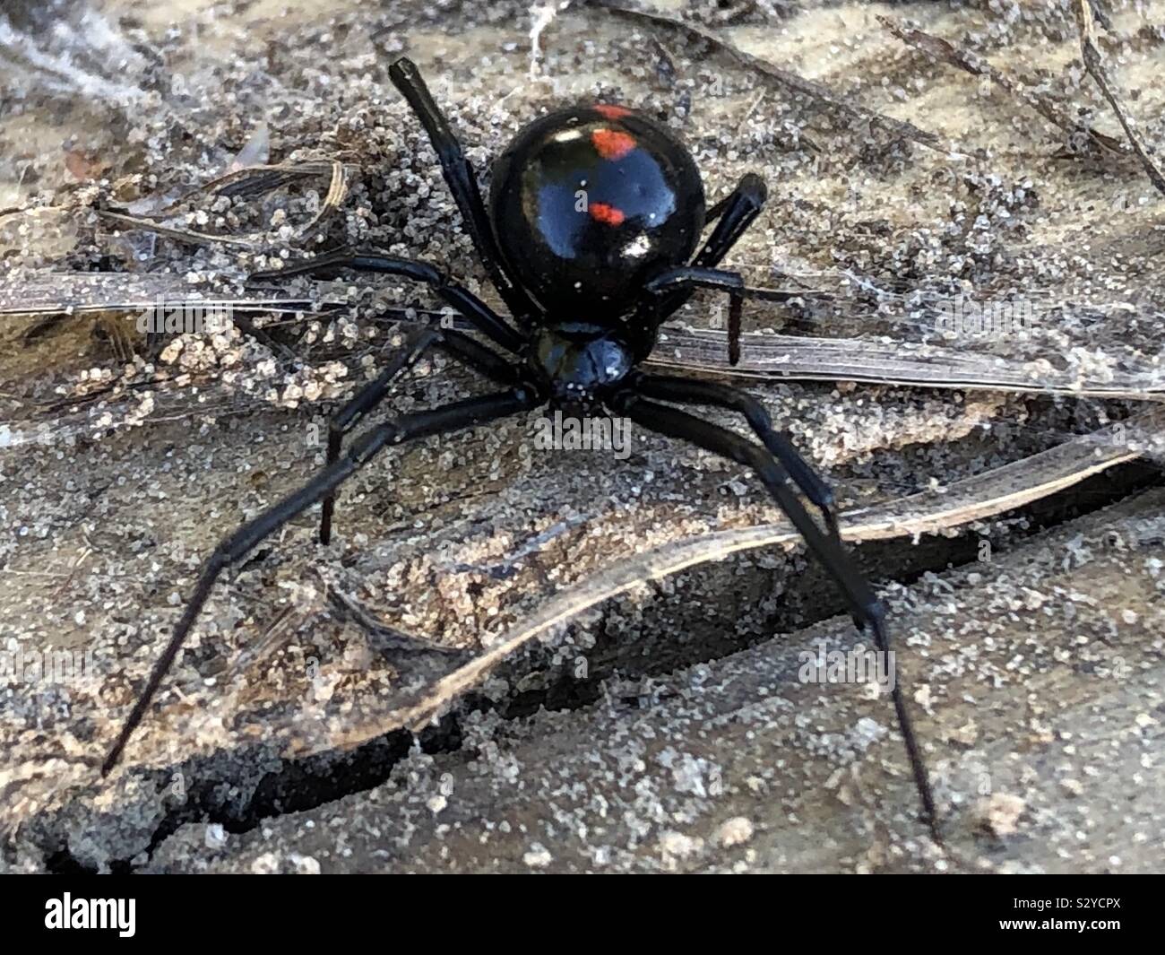 Black Widow Stockfotos und -bilder Kaufen - Alamy