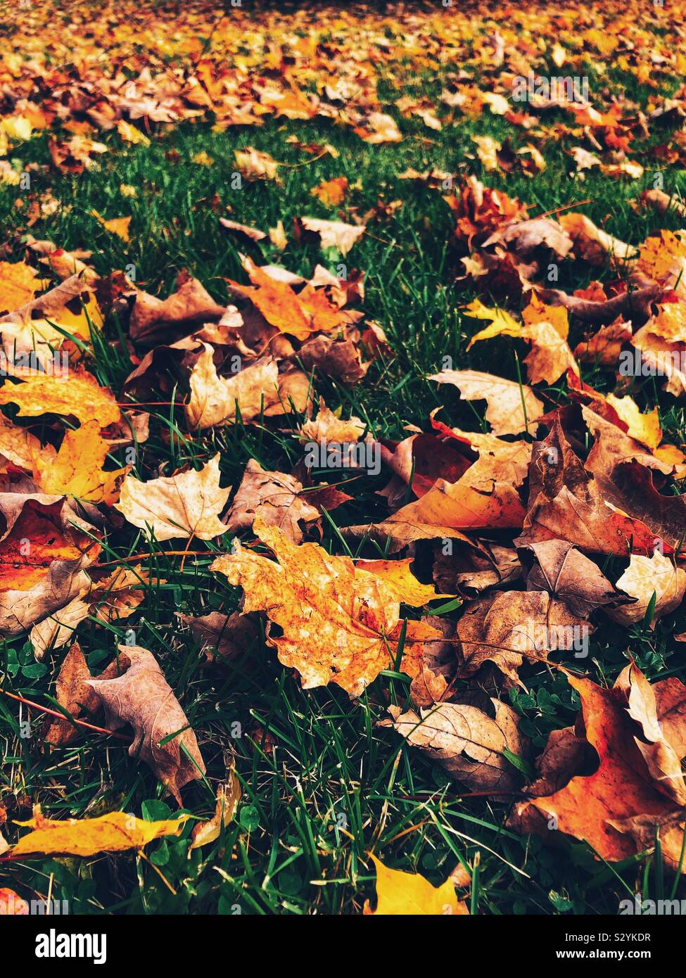 Herbstlaub Boden Stockfotos und -bilder Kaufen - Alamy