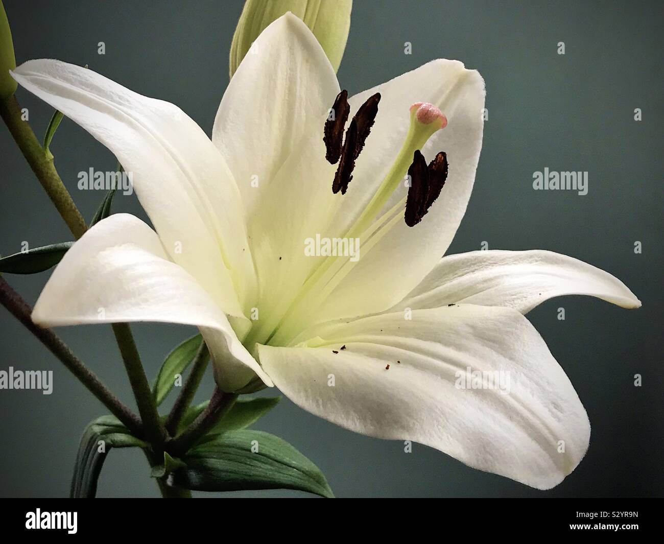 Eng beschnitten -Fotos und -Bildmaterial in hoher Auflösung – Alamy