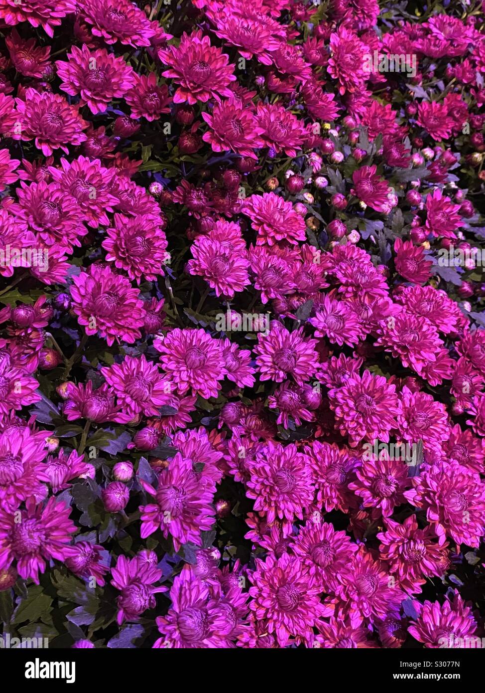 Lila hell -Fotos und -Bildmaterial in hoher Auflösung – Alamy