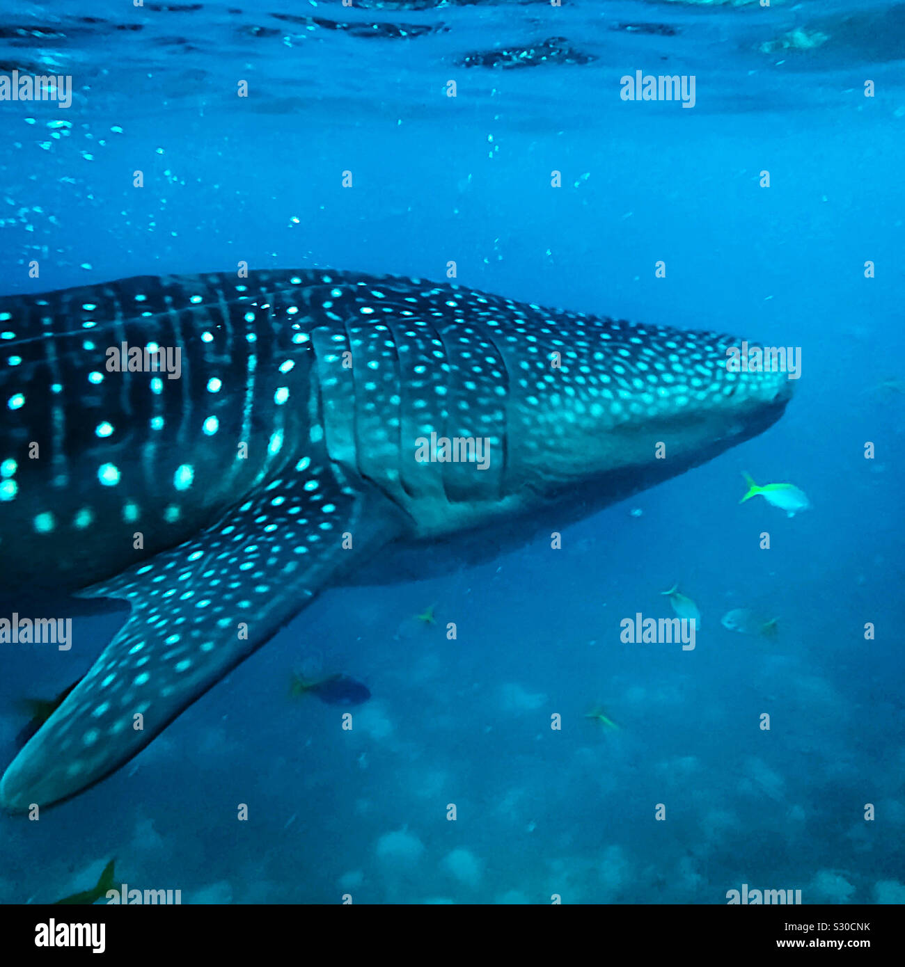 Tauchender Wal Stockfotos und -bilder Kaufen - Alamy