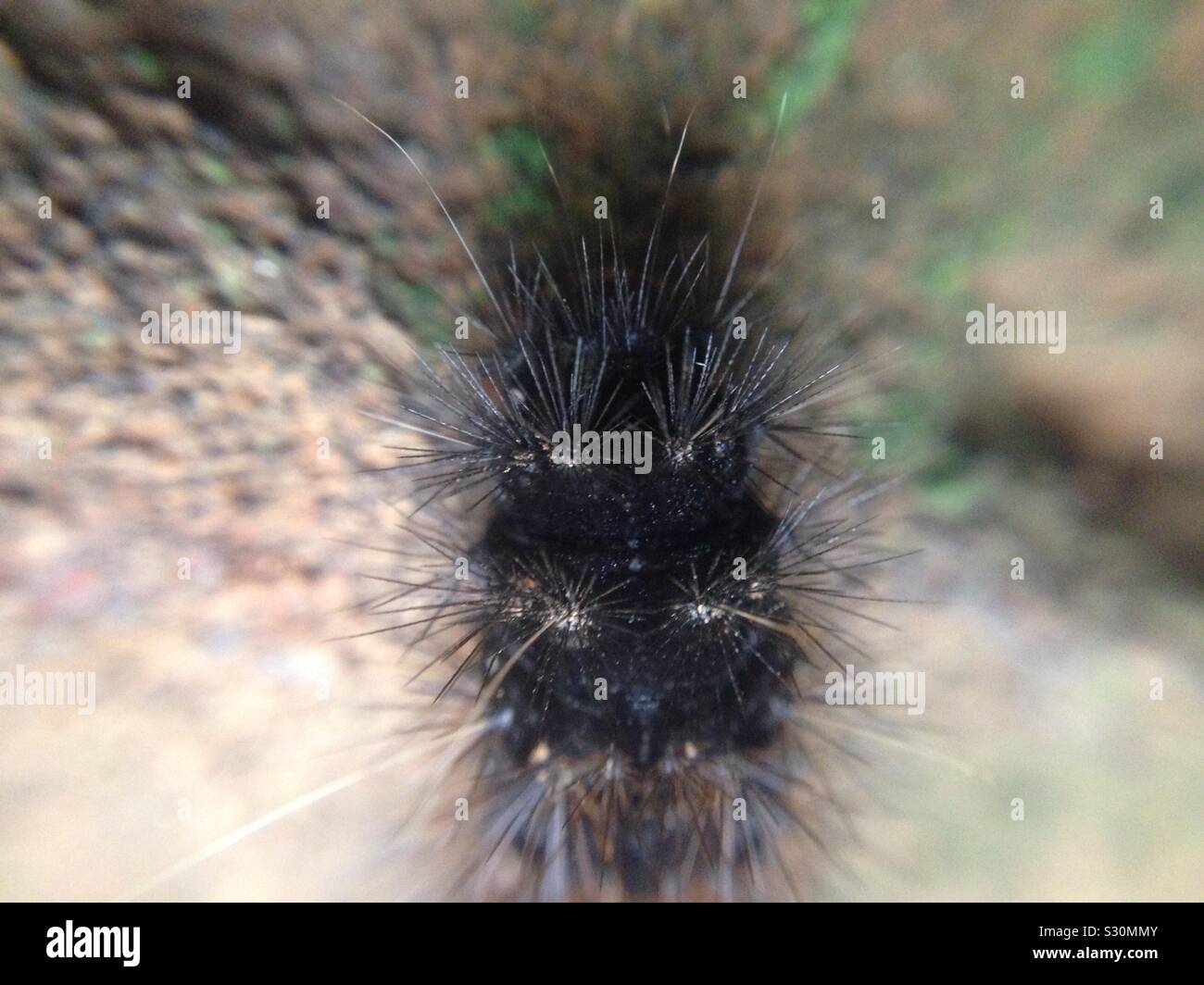 Schwarze Haarige Raupe