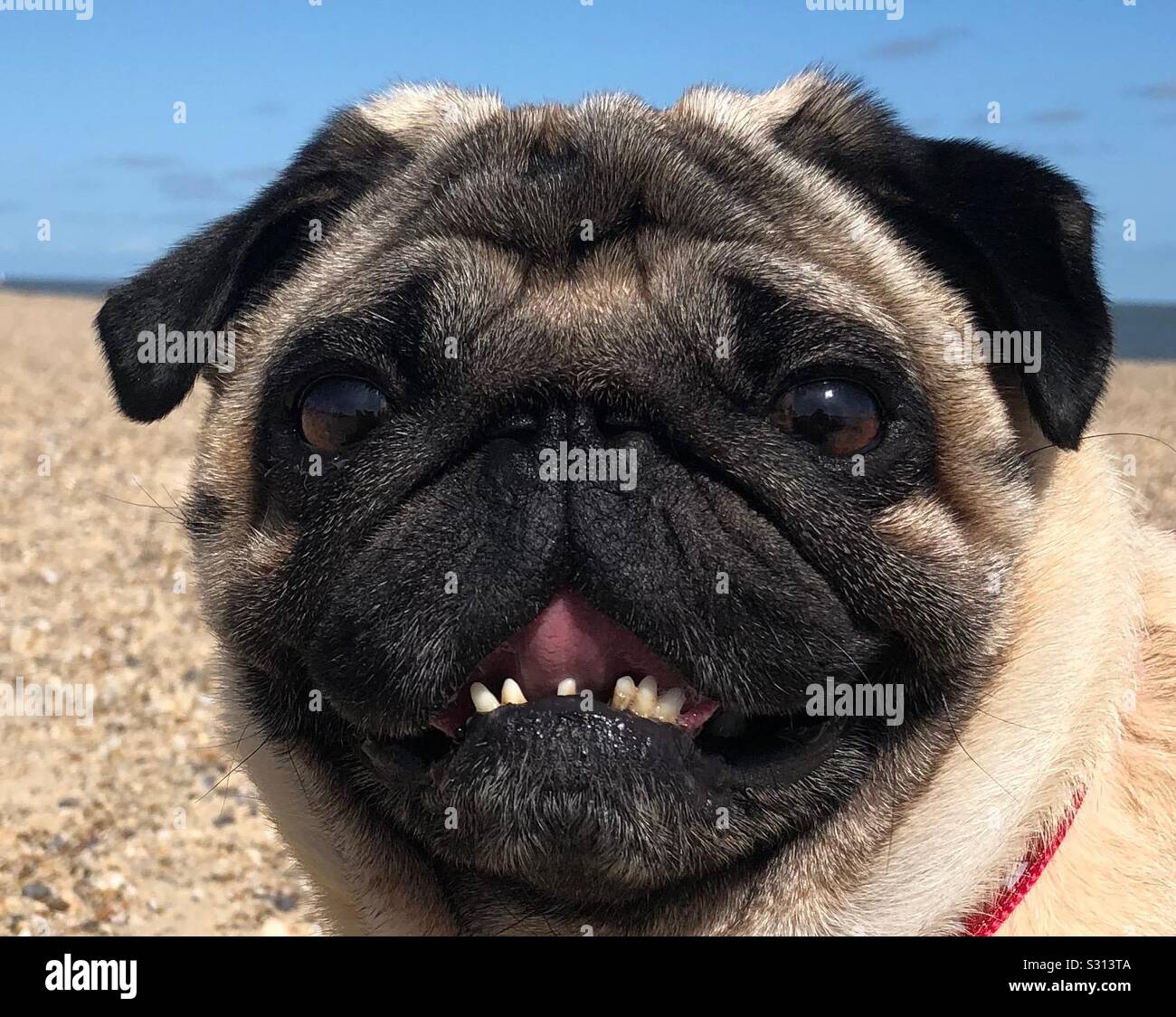 Mops mit zähnen -Fotos und -Bildmaterial in hoher Auflösung – Alamy