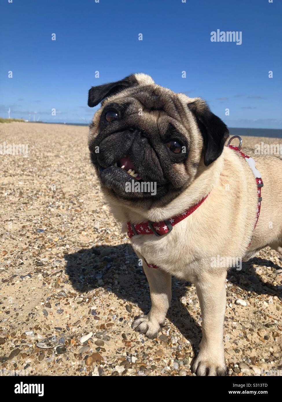 Mops mit zähnen -Fotos und -Bildmaterial in hoher Auflösung – Alamy